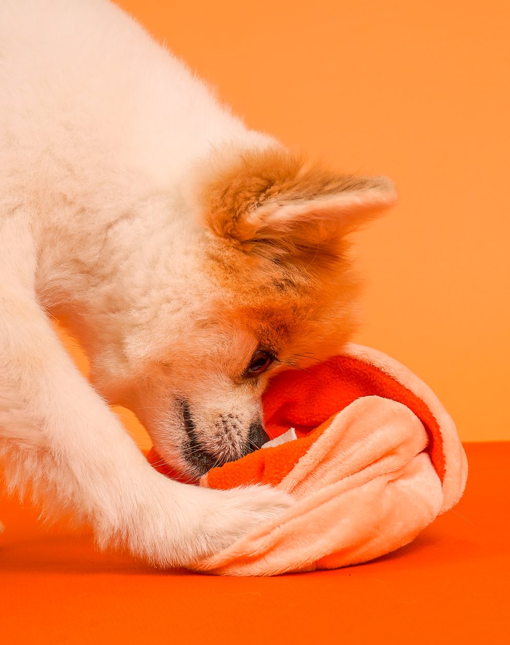 HOHO HOPPANG NOSEWORK TOY – Miso and Friends